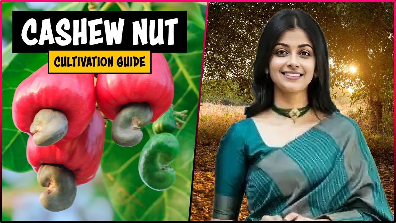 Cashew Nut Cultivation: Complete Guide - YouTube