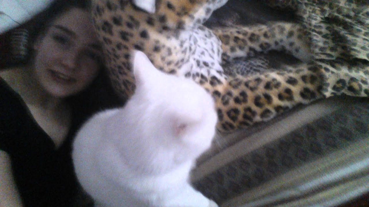 Fiete ( Aus dem Leben meines Katers) - YouTube