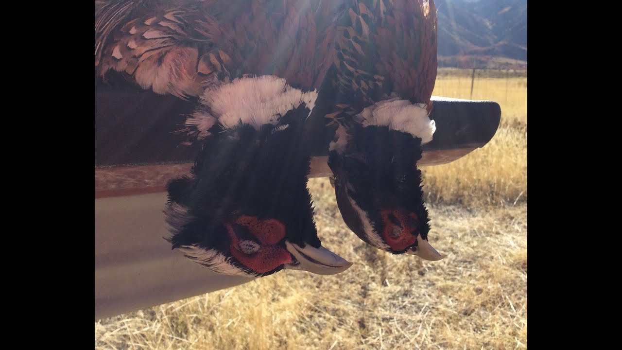 Utah Youth Pheasant Hunt 2017 - YouTube