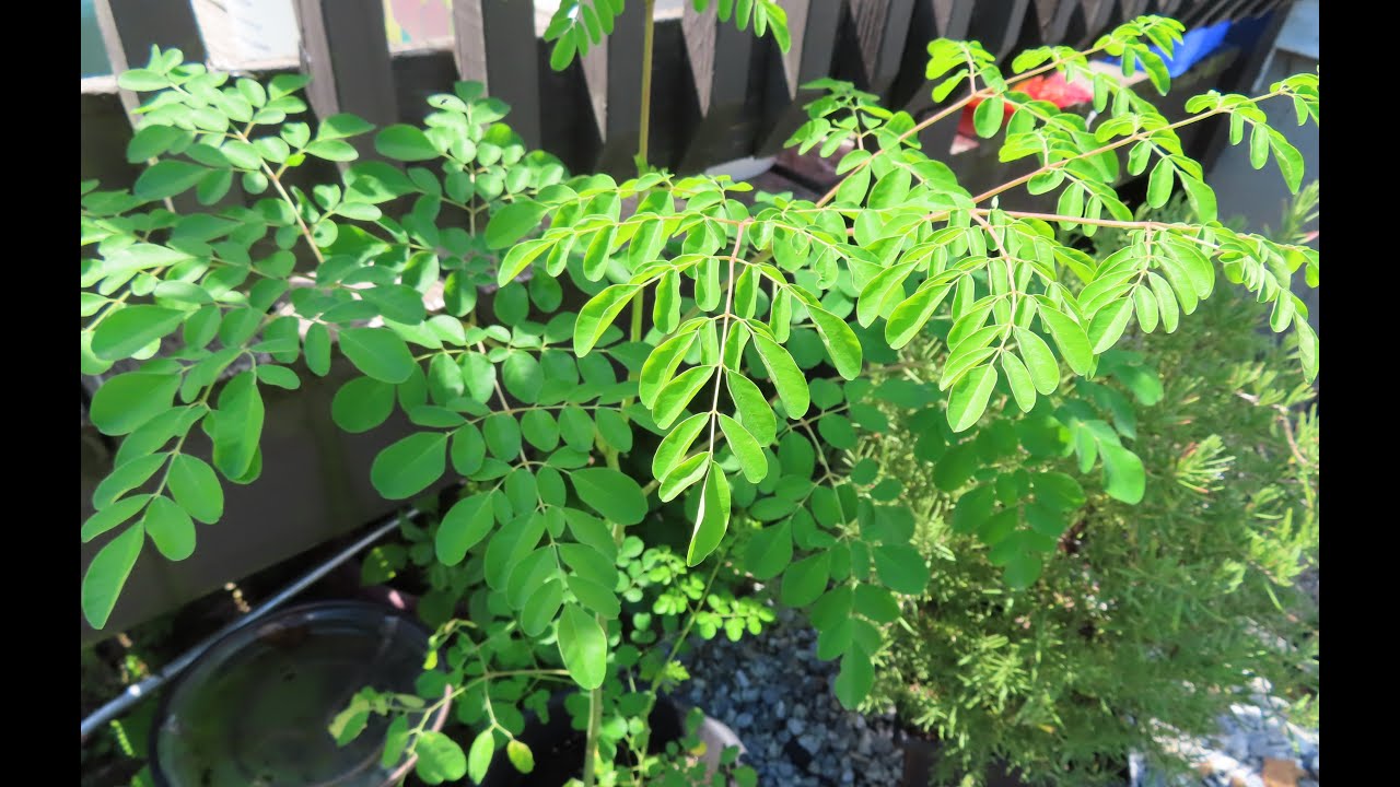 TEACHING MY KIDS HOW TO GROW MORINGA(MALUNGGAY) IN A POT - YouTube