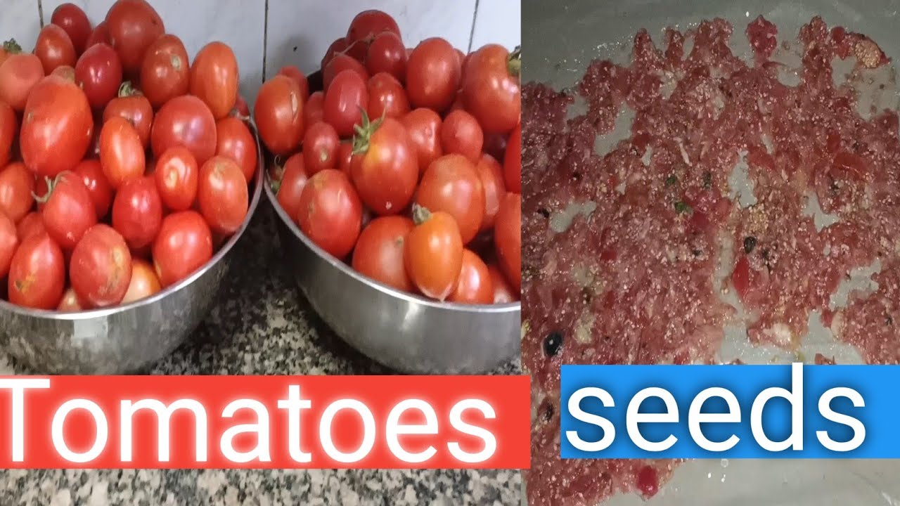 how to remove tomatoes seeds // tomato ke beej ko kasaise nikale ...