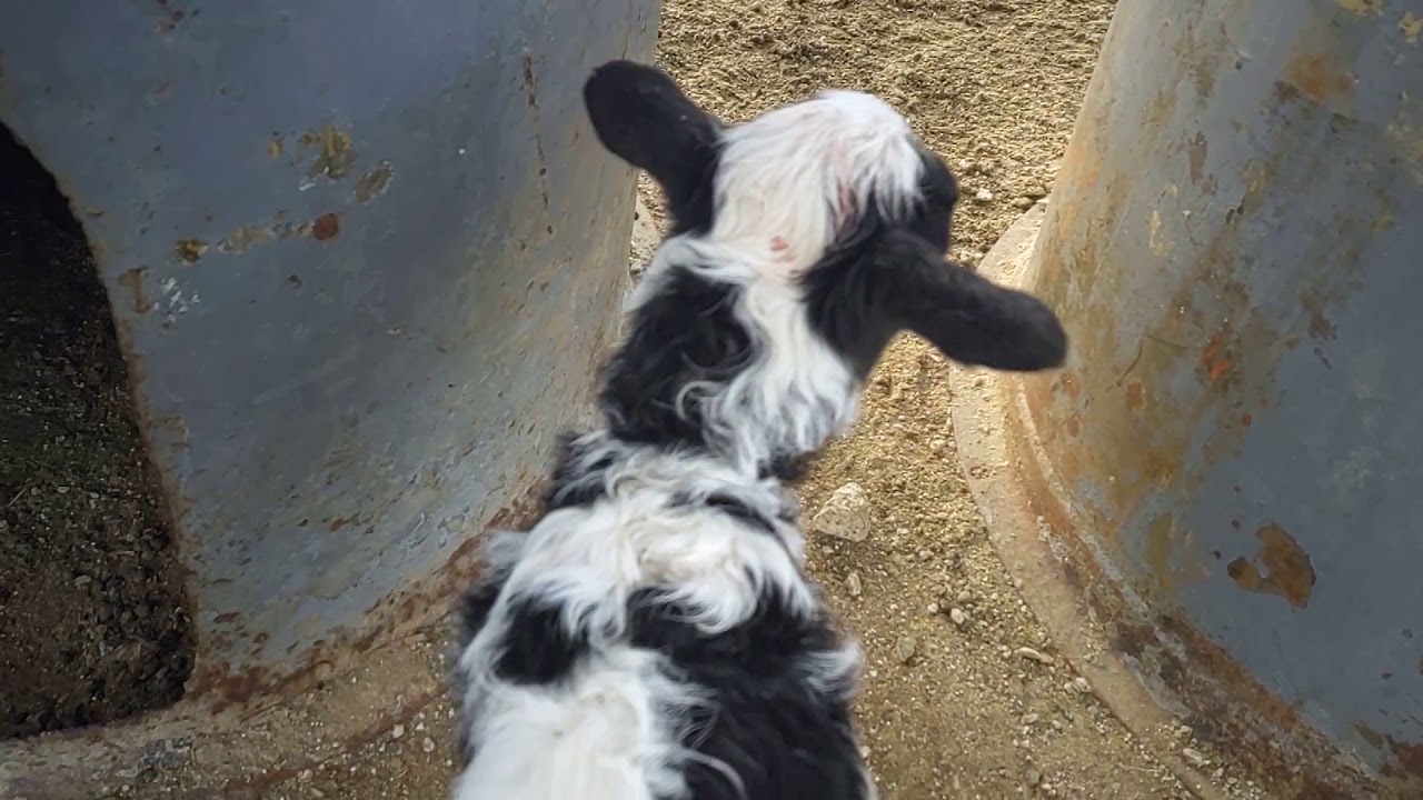 Baby Oreo the sheep was born today 😊 - YouTube