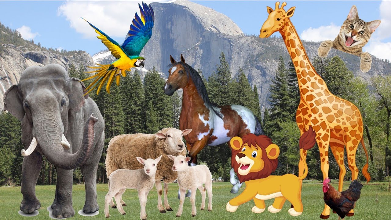 Macam macam binatang dan suaranya | Assorted animals and sounds - YouTube