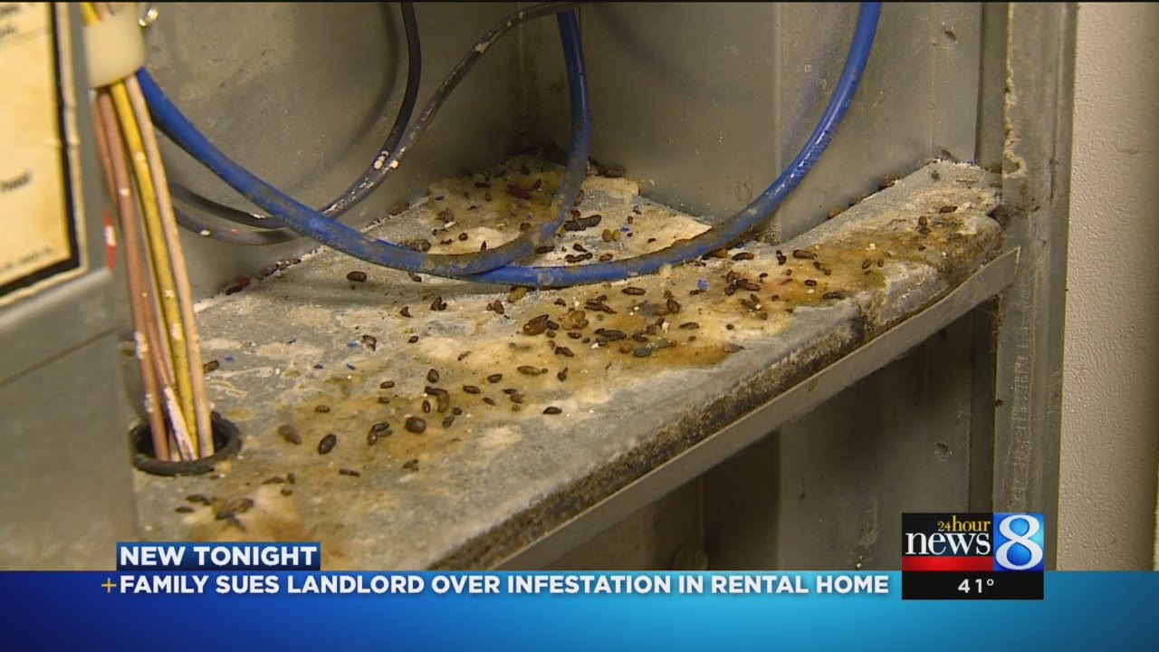 Who's responsible for rodents in rental property? - YouTube