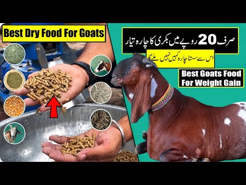BEST DRY FOOD FOR GOATS | DRY FODDER OF GOATS | TMR GOAT FEED | ALFAFA HAY - YouTube