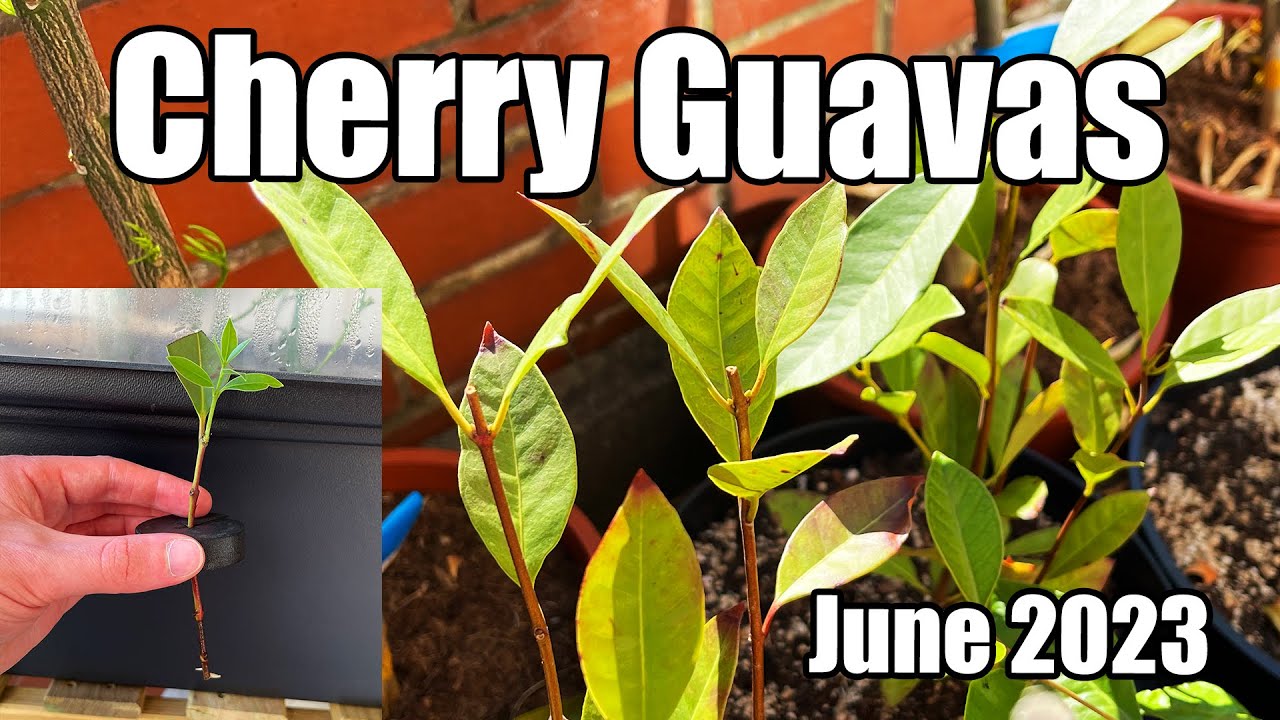 Yellow & Red Cherry Guava Update + Cuttings Results (Psidium ...