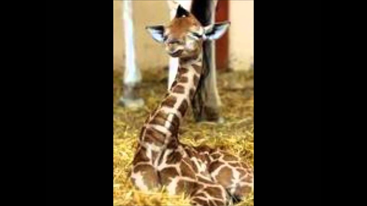 Cute Giraffes - YouTube