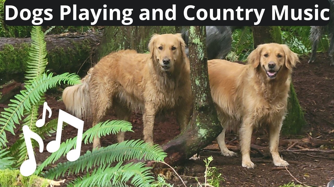🐕🌲🎼Dogs Playing in the forest and country music Beautiful Dogs living ...