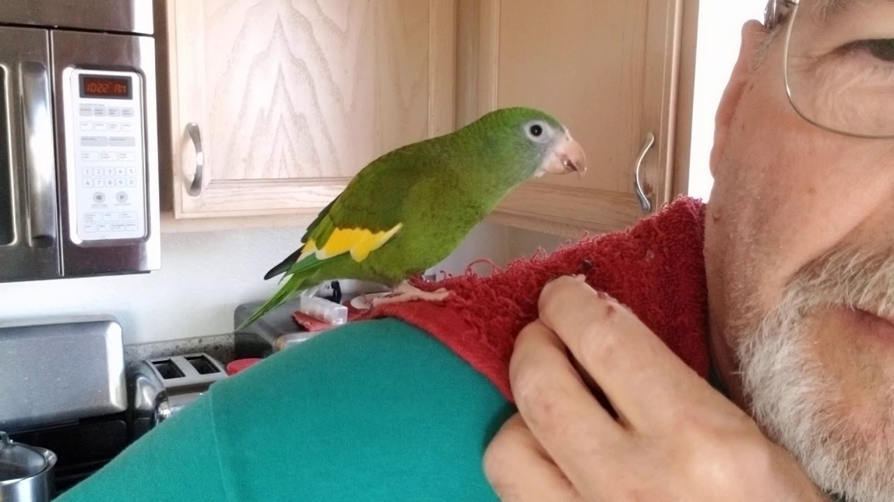 Feeding a Grape to My Parrot, Zeke - YouTube