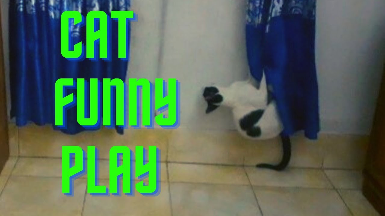 Cat Amazing Funny Play | Cute and Funny Cat Videos Compilation#105 ...