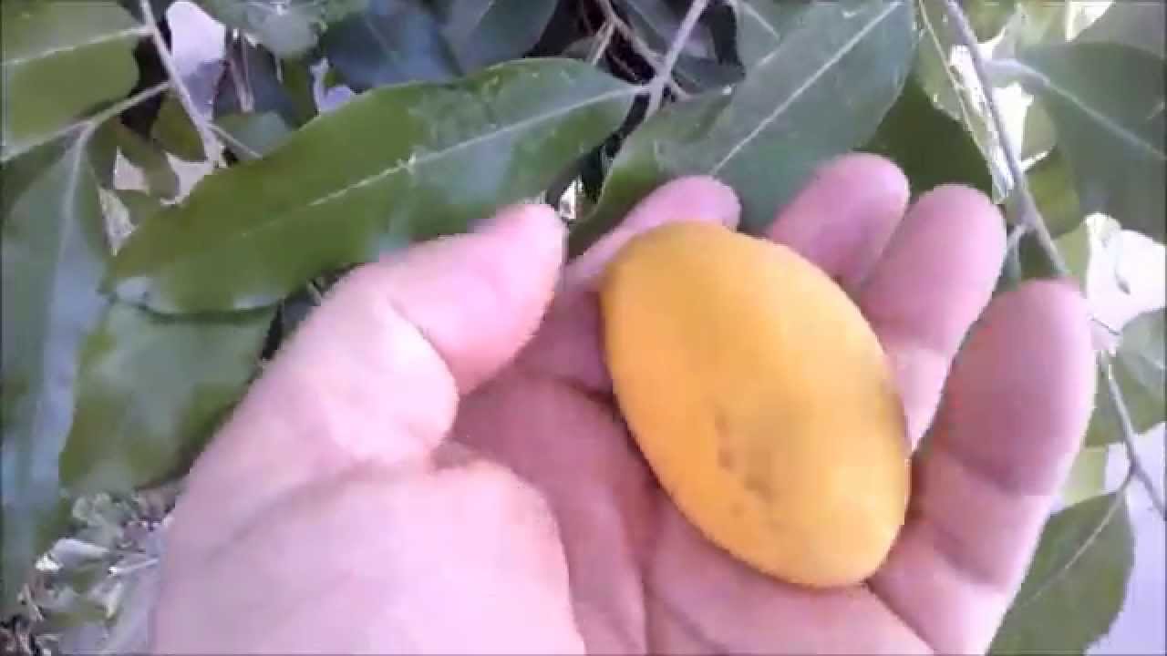 Oiti e seus frutos - YouTube