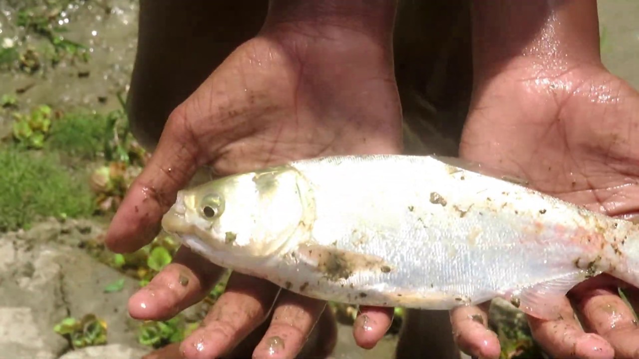 Silver carp fish growth - HM Fish Farm - YouTube