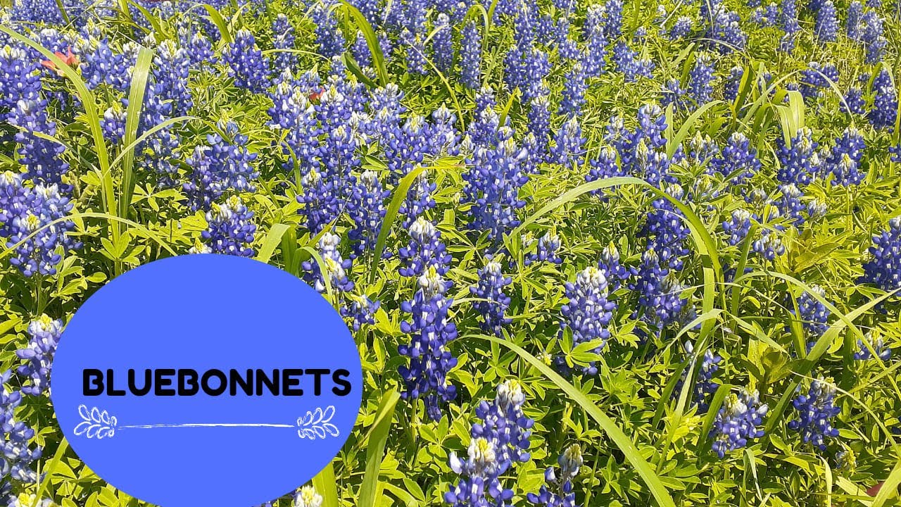 Bluebonnets / la flor de Texas - YouTube