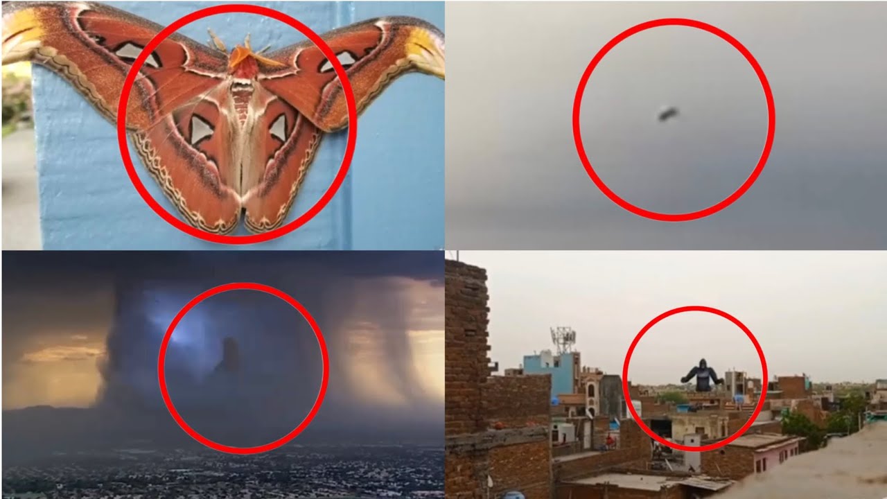 5 godzilla characters caught on camera part 2 - YouTube