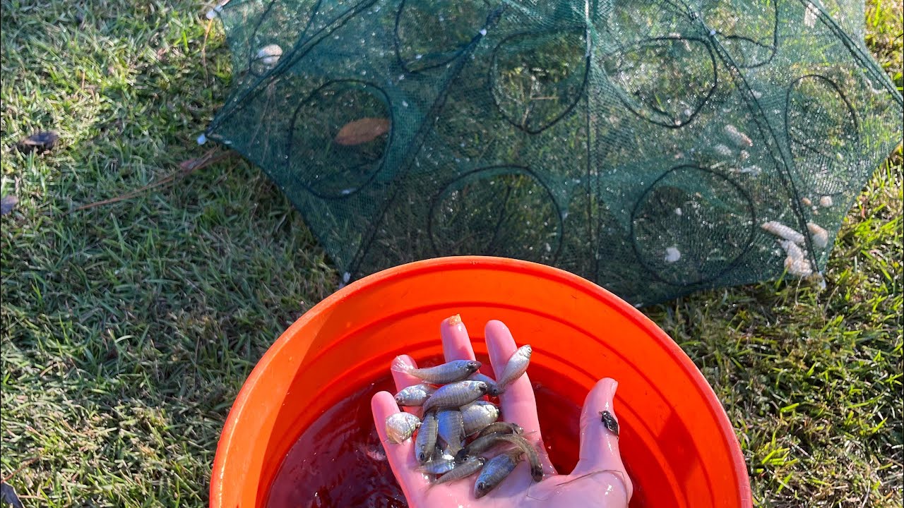 Catching bait for my turtles with new trap - YouTube