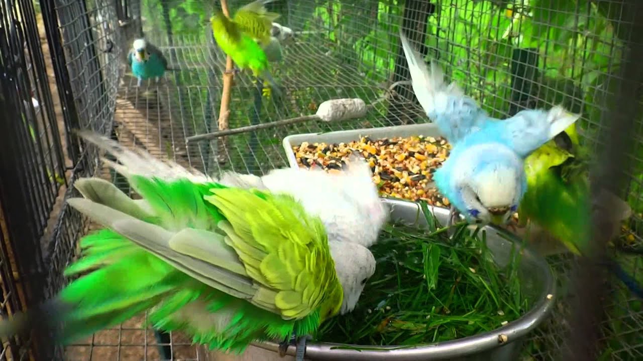 Budgies/Parakeets Bathing In Grass(Волнистых попугаев) - YouTube