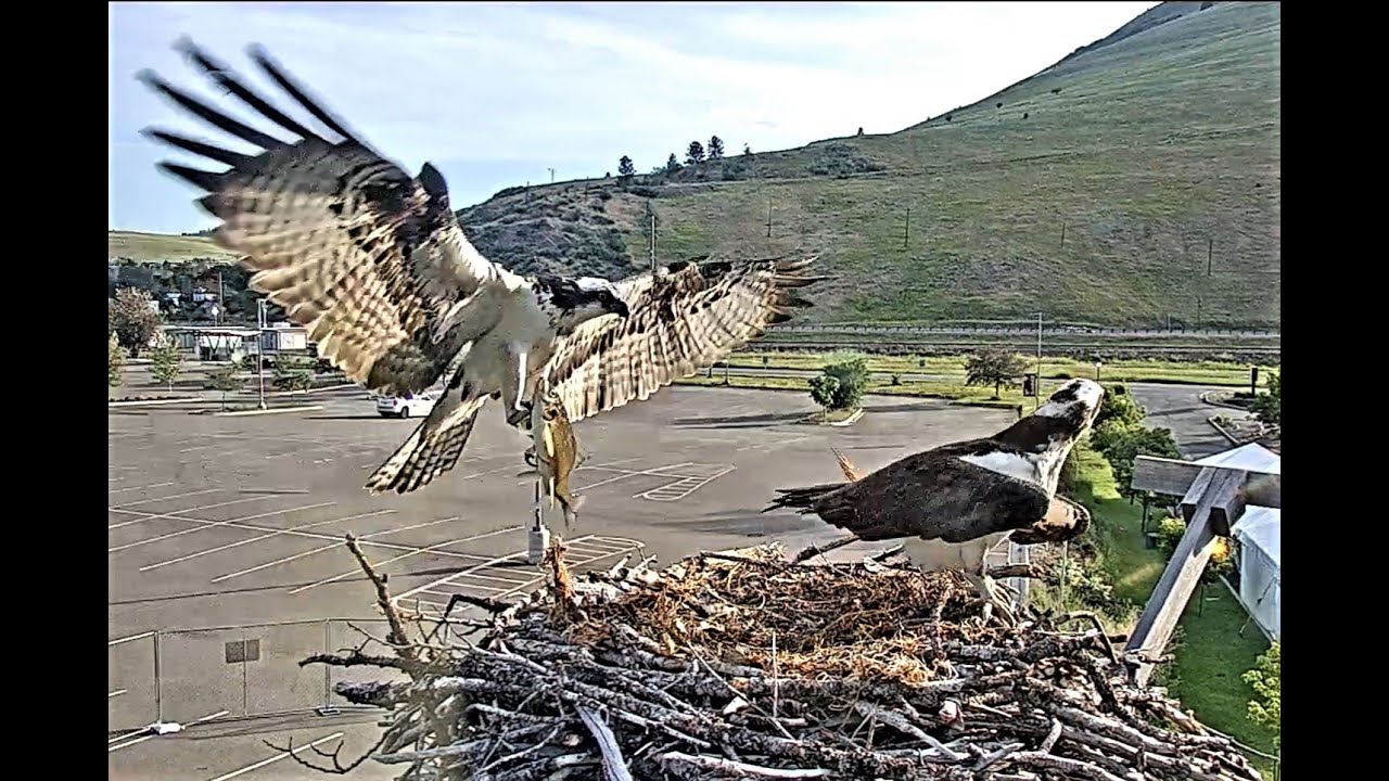 The visitor's early morning visit followed by Iris and her fish, and ...