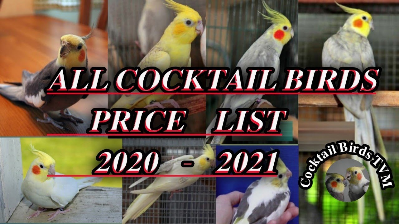 All variety cocktail birds price list||latest 2020-2021||cocktail birds ...