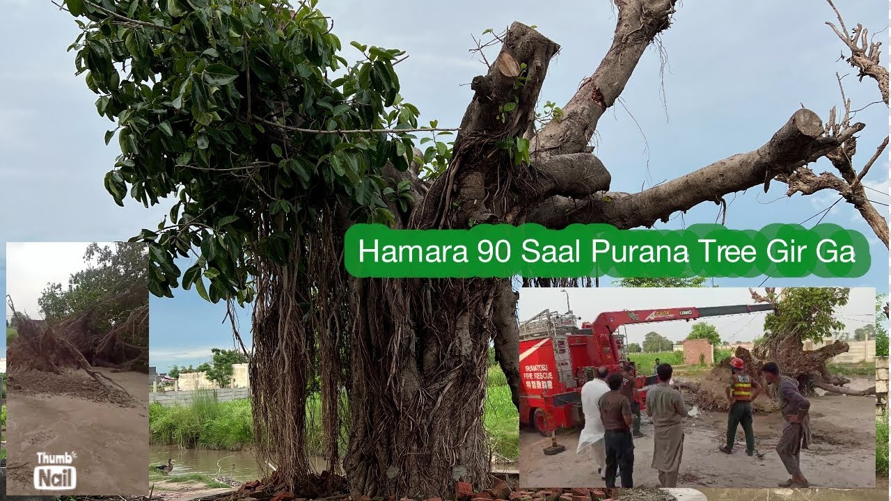My Youtube hack | Hamara 90 Saal Purana Tree Gir Ga - YouTube