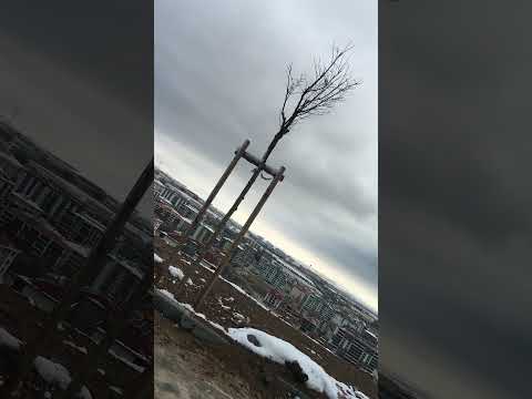 Gündüz Araba Snap / ARABA SNAPLERİ / ARABA SNAP 2022