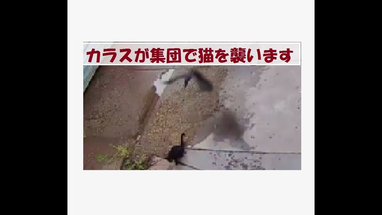 子猫を襲うカラス・Crow attacking a cat・乌鸦攻击猫・Cuervo atacando a un gato - YouTube