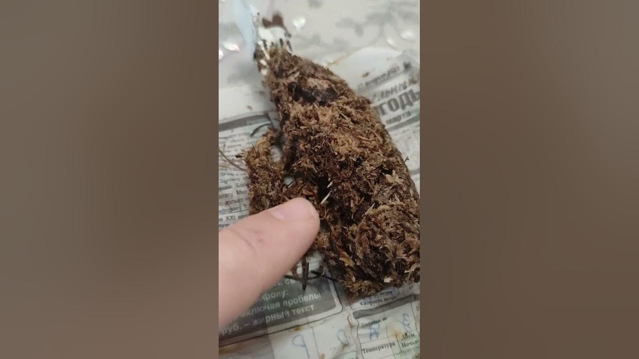 Клонекс гель и черенки 2 - YouTube