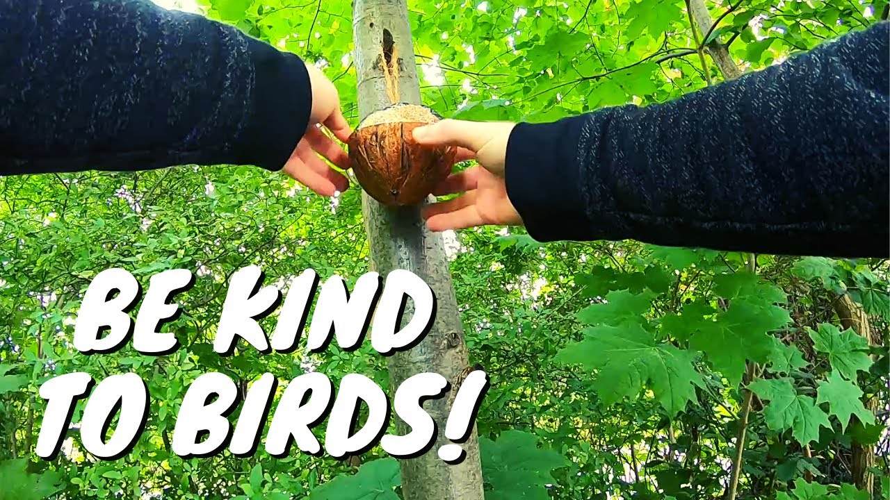 Be Kind to birds! - YouTube