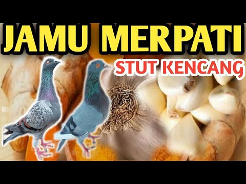 MEMBUAT JAMU MERPATI AGAR STUT KENCANG GIRING KERAS ‼️ JAMU JAPATI STUT KENCANG