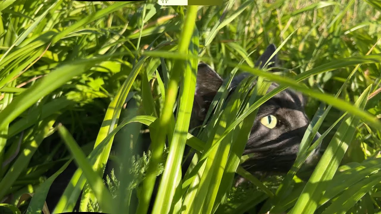 u cant see me 🌾🐆🌾 - YouTube