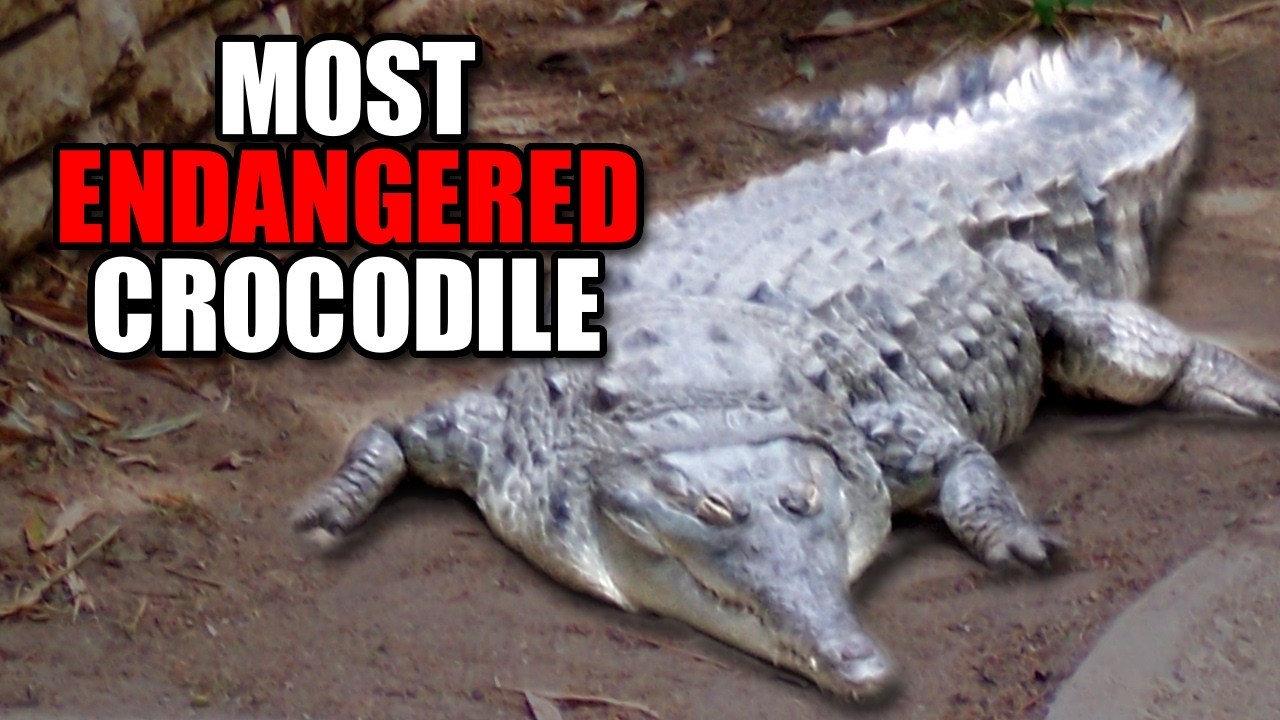 Slender Snout Crocodile Facts: ENDANGERED Crocodilian 🐊 Animal Fact ...