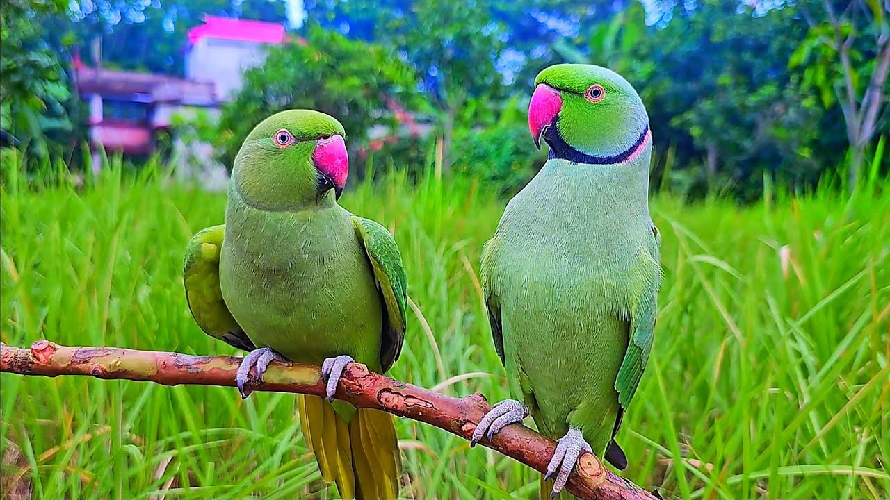 Talking Parrot Chirping Sounds - YouTube