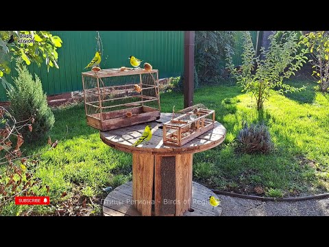 Ловля певчих птиц, КЛЕТКА - ЛОВУШКА. Смотрим выпускаем. - YouTube