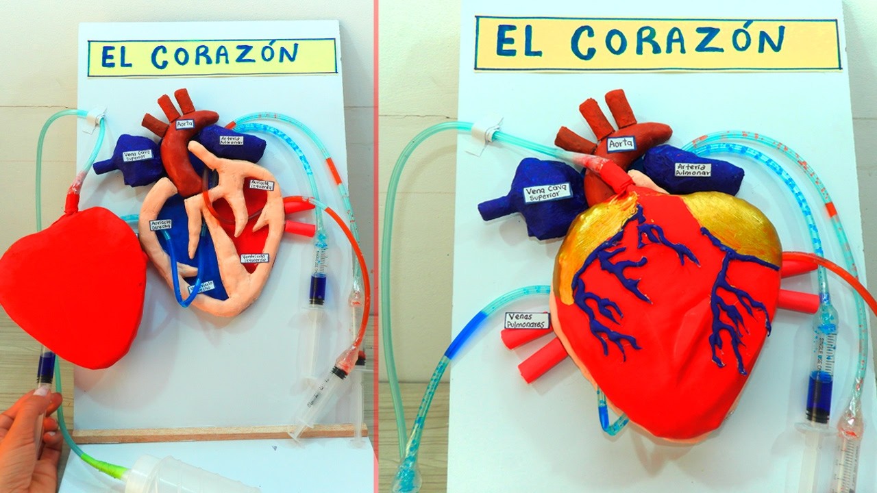 Esquema Anatómico Simple Del Corazón