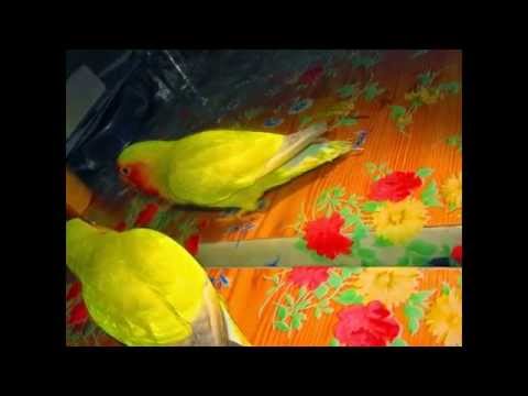 o kadar komik ti ki gülmeyi unuttum