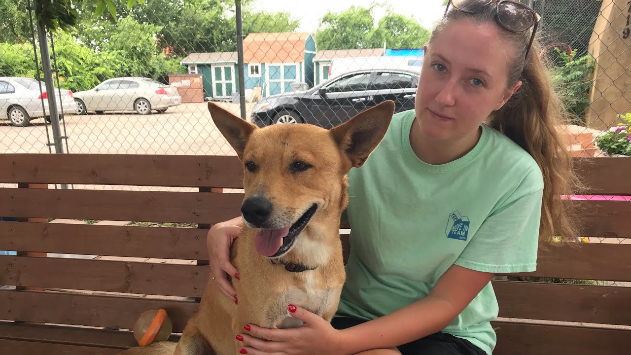 Jack - Humane Society of Dallas County - YouTube