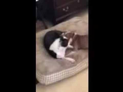 Video of adoptable pet named Pixie - YouTube