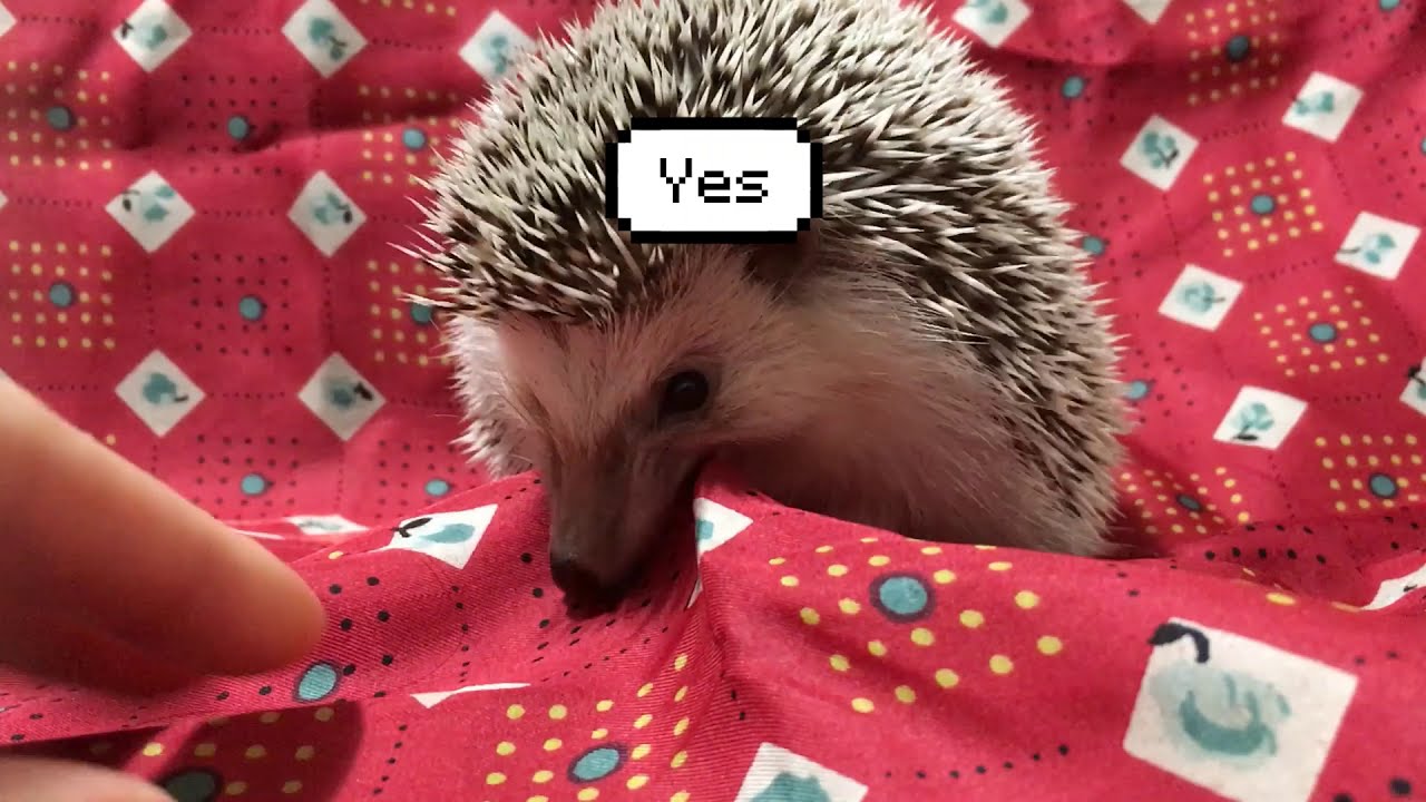 Hedgehog Anointing - YouTube