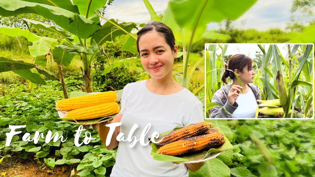 “Harvest to Cook” Bisaya’s Corn Recipe Inanag at Nilat anan na Mais ...