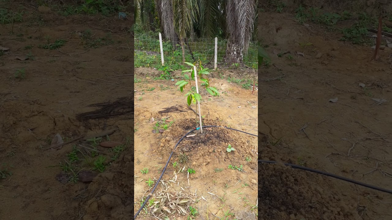 Part 9 - Penanaman Durian - Sistem Busut - YouTube