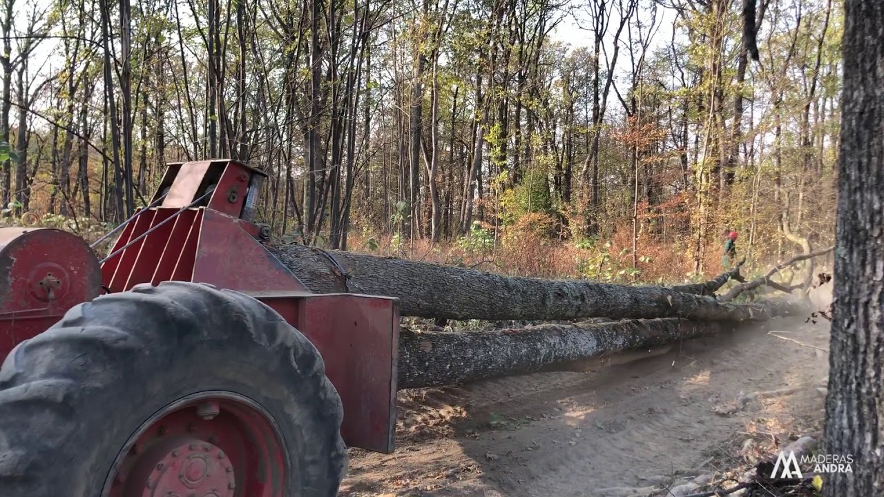 Exploatare forestiera - Maderas Andra SRL - YouTube
