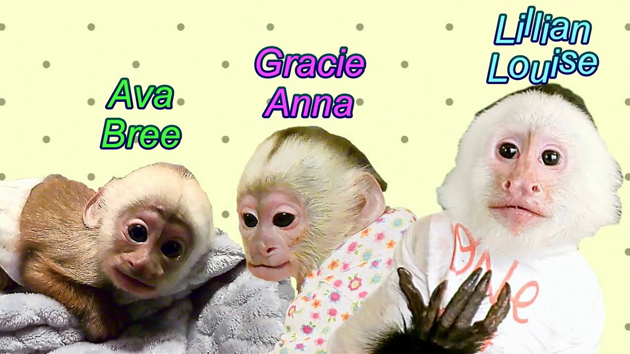 Lillian Loves Baby Sisters | Capuchin Monkey | Baby Monkey | Pet Monkey ...