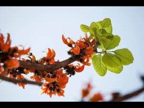 Polash Dhaka Kokil Daka....Amar Ei Desh Vai re - YouTube