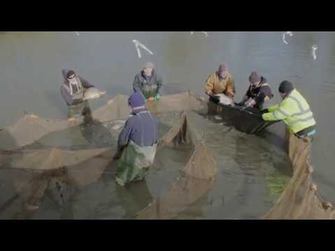 Netting Witherington Farm and transfer of carp to Stoneham - YouTube