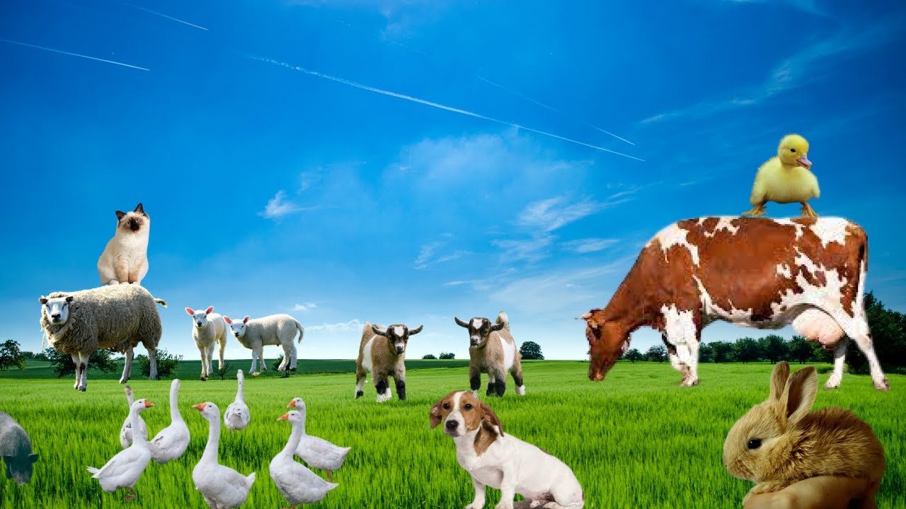 CUTE LITTLE COWS COW SOUNDS AND ANIMAL MOMENTS - YouTube