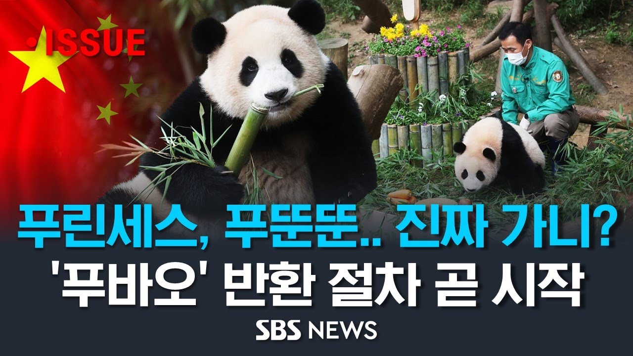 푸린세스 푸뚠뚠 용인 푸씨 푸공주 푸바오 진짜 가는 거니 푸바오 반환 절차 곧 시작 이슈라이브 Sbs Youtube