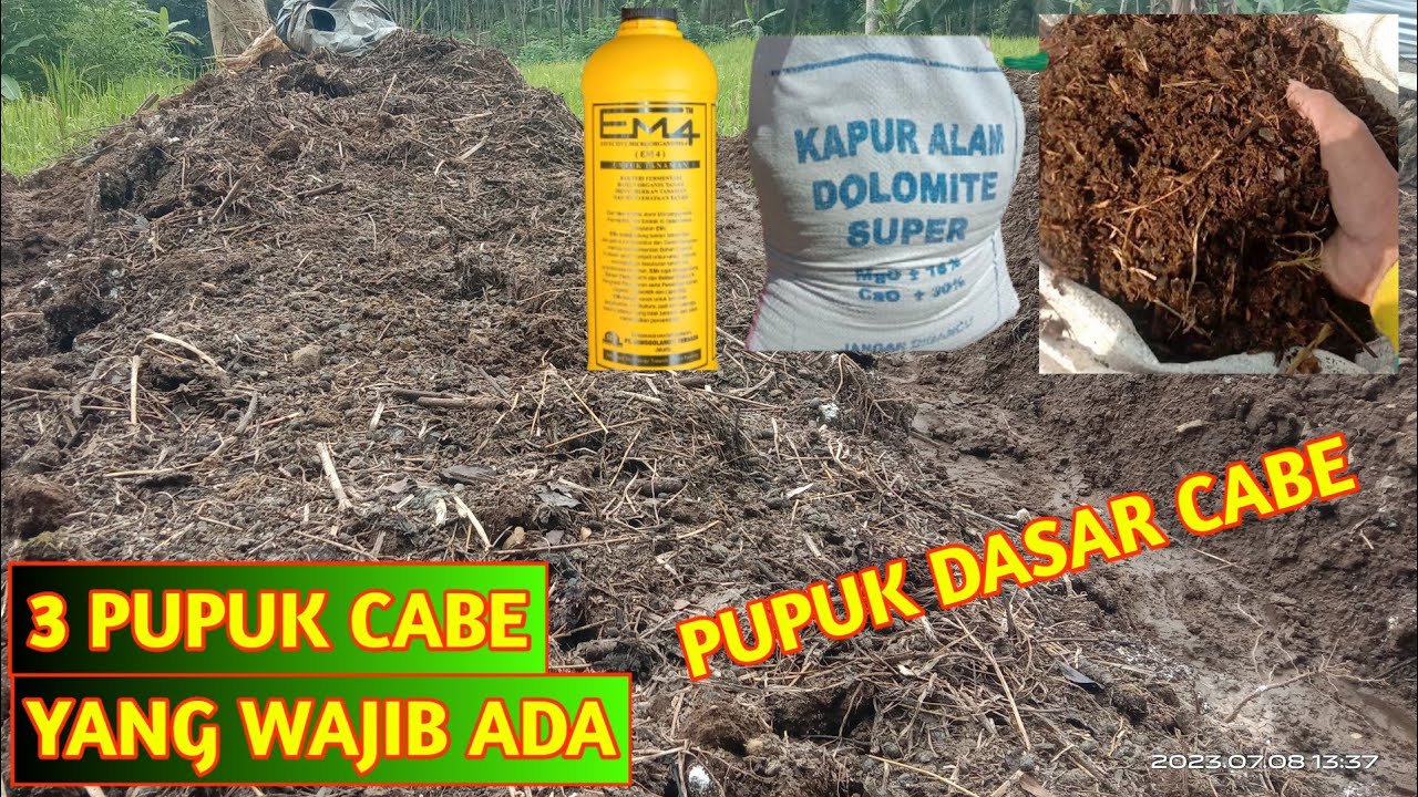 cara aplikasi pupuk dasar cabe, pupuk organik #budidayacabe - YouTube