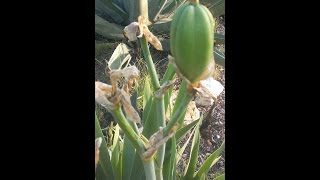 Why bearded irises form seeds|Daphne Richards|Central Texas Gardener