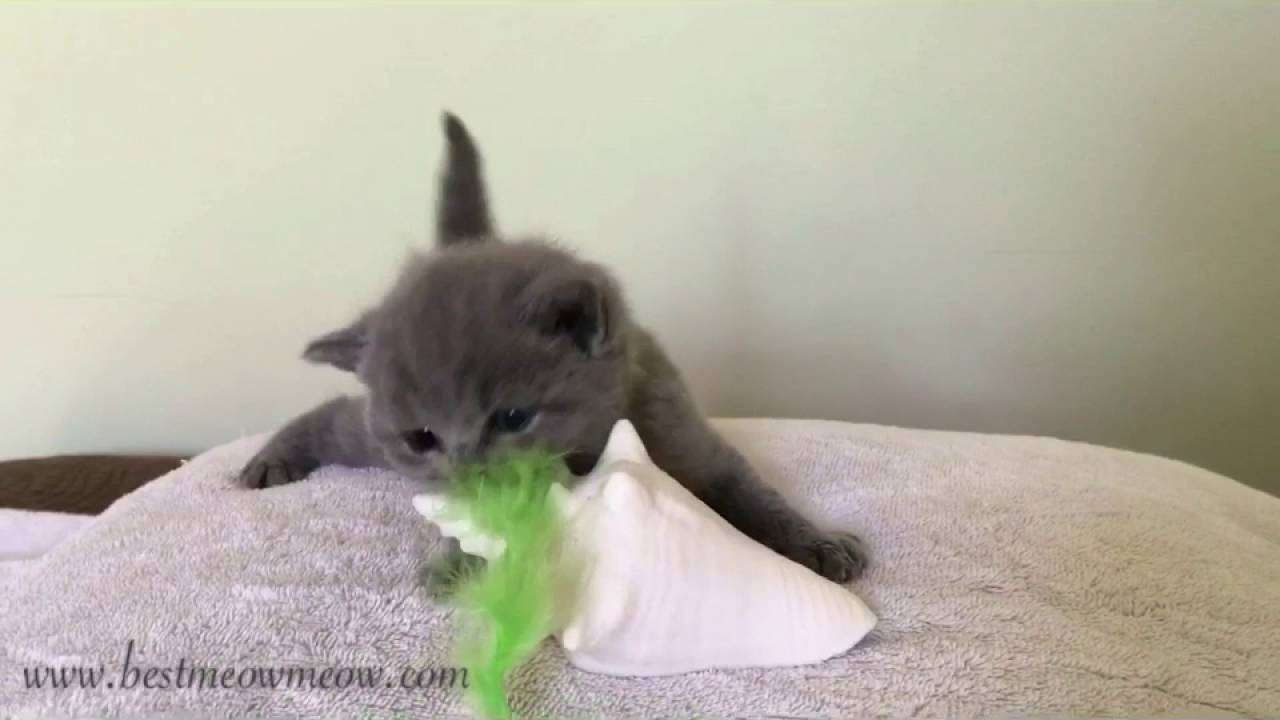 Best Meow Meow British Shorthair Cats & Kittens. MeowMeow Molly - YouTube