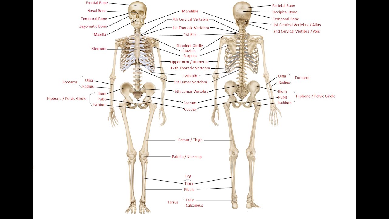 skeletal-system-session1-an-overview-and-names-of-the-bones-present
