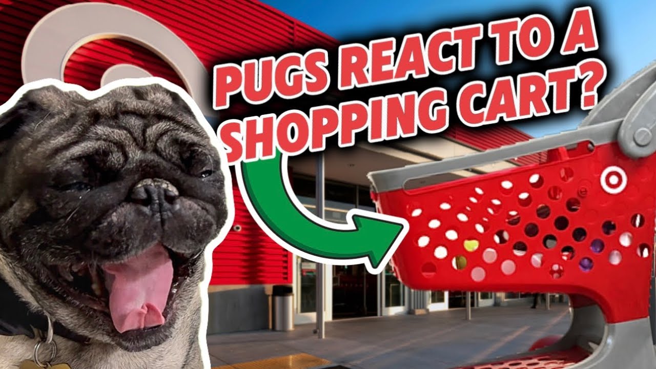 Cute Pugs React to a Target Shopping Cart!? (FUNNY Pug Reactions) - YouTube